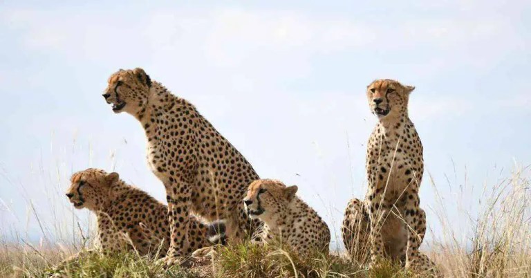 Cheetah Behavior - AnimalBehaviorCorner