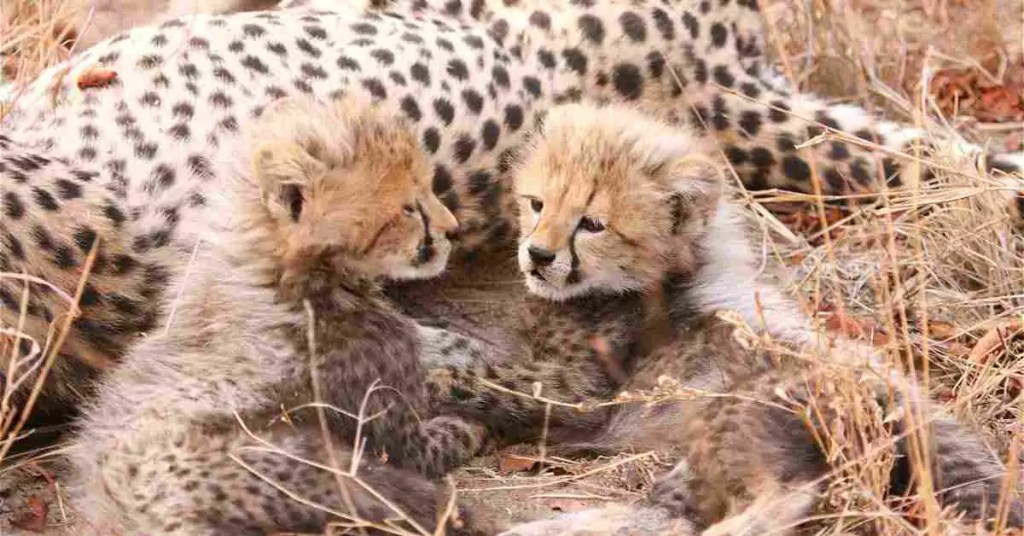 Cheetah Behavior - AnimalBehaviorCorner