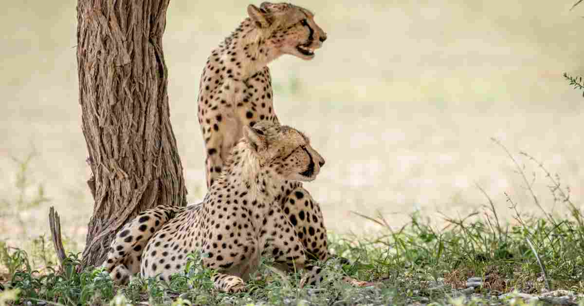 Cheetah Behavior - AnimalBehaviorCorner