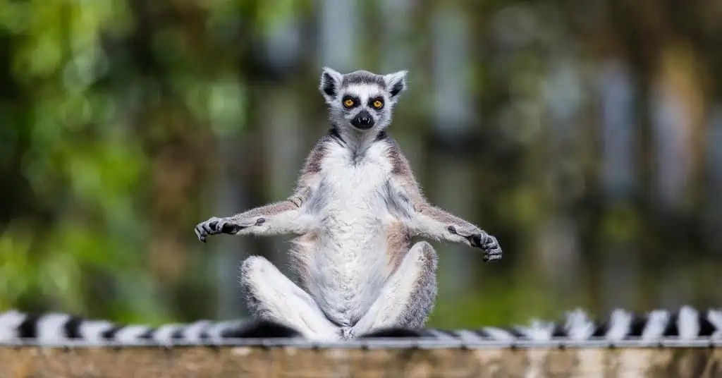 Wolf Pack Dynamics: The Intricate Social Structure of Wolves - AnimalBehaviorCorner