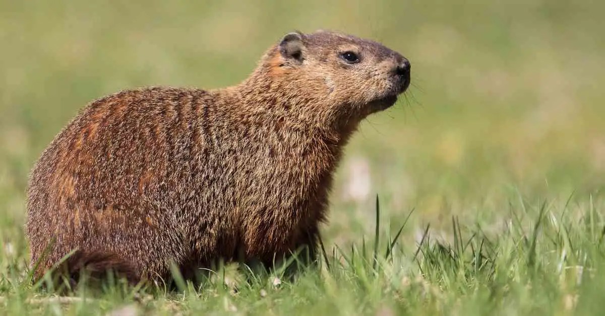 groundhog rabies behavior Archives - AnimalBehaviorCorner