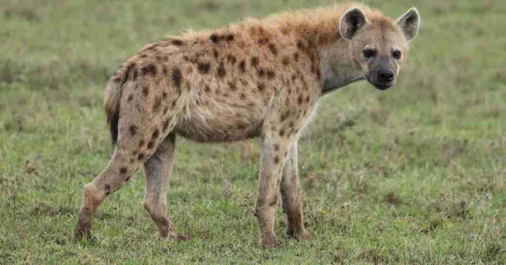 Animal Play Behavior: Why It Matters and What We Can Learn ...