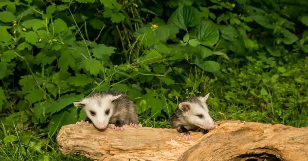 Opossum Behavior - AnimalBehaviorCorner