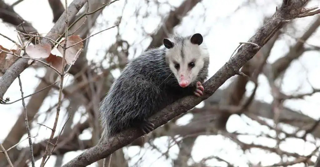 Opossum Behavior - AnimalBehaviorCorner