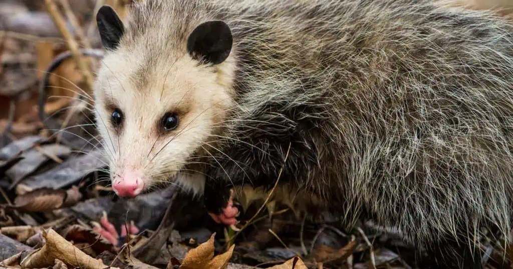 Opossum Behavior - AnimalBehaviorCorner