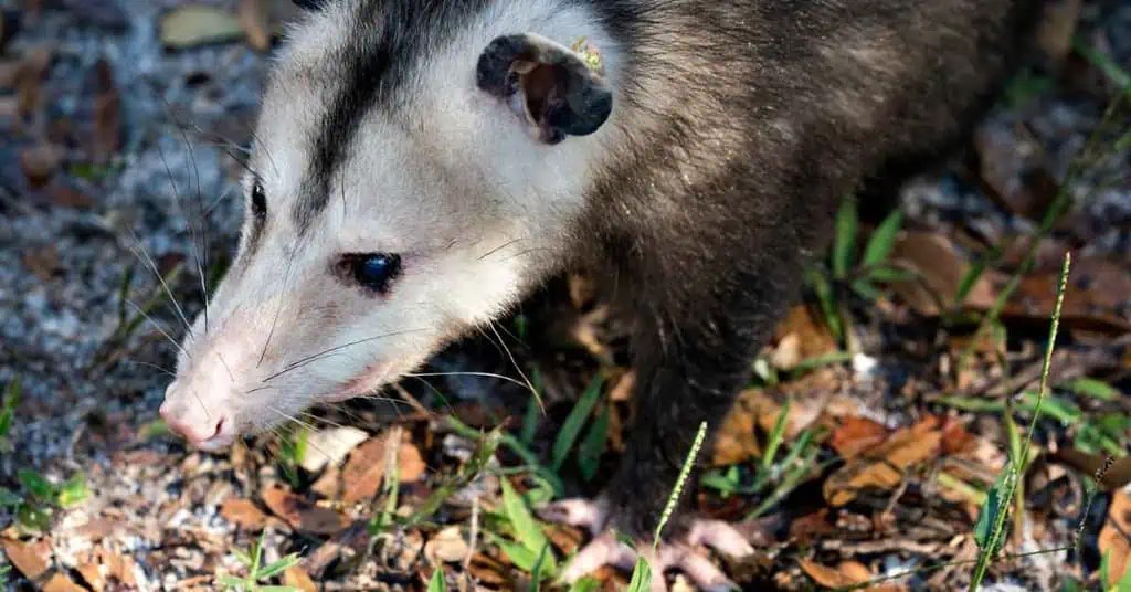 Opossum Behavior - AnimalBehaviorCorner