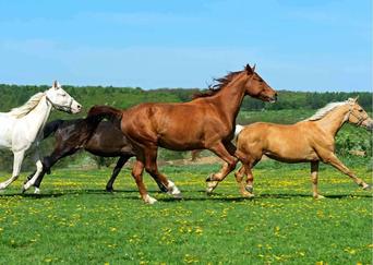 Inbreeding Animals Examples