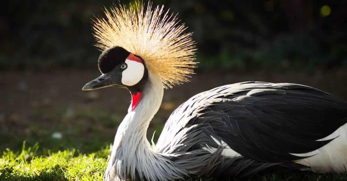 Weirdest Animal Behaviors - AnimalBehaviorCorner