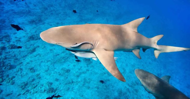 Lemon Shark Behavior - AnimalBehaviorCorner