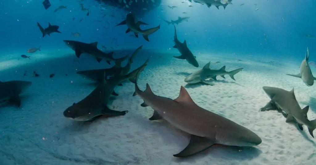 Lemon Shark Behavior - AnimalBehaviorCorner