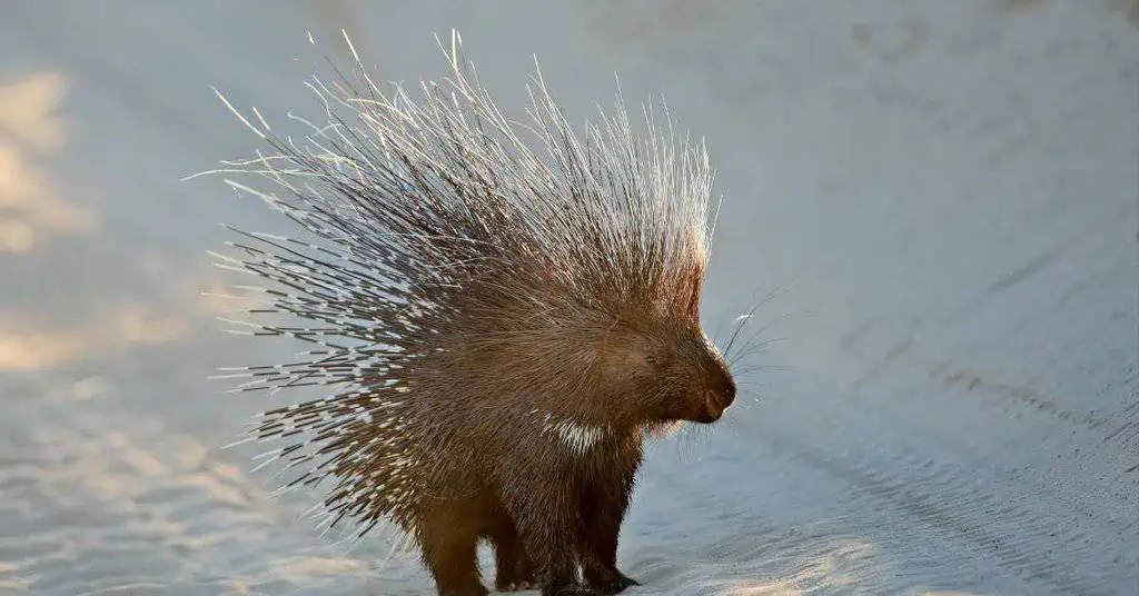 Porcupine Behavior - AnimalBehaviorCorner