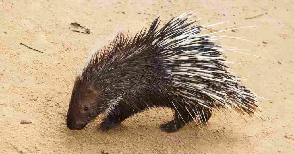 Porcupine Behavior - AnimalBehaviorCorner