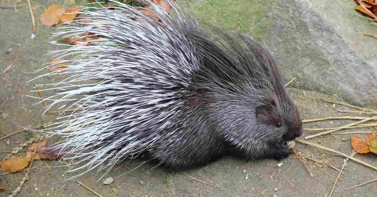 Porcupine Behavior - AnimalBehaviorCorner