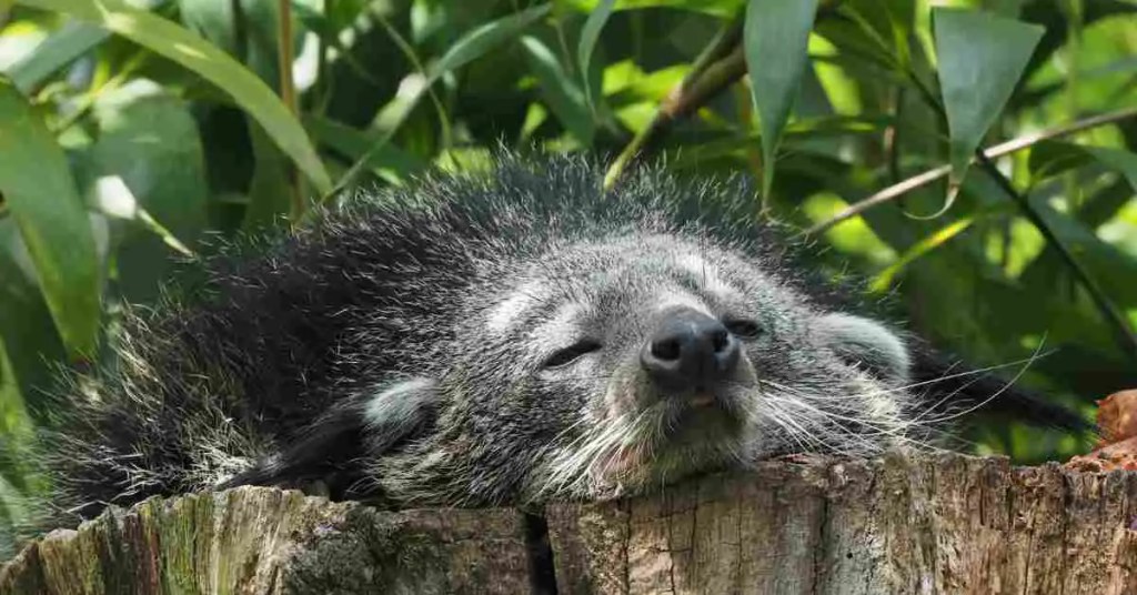 Porcupine Behavior - AnimalBehaviorCorner