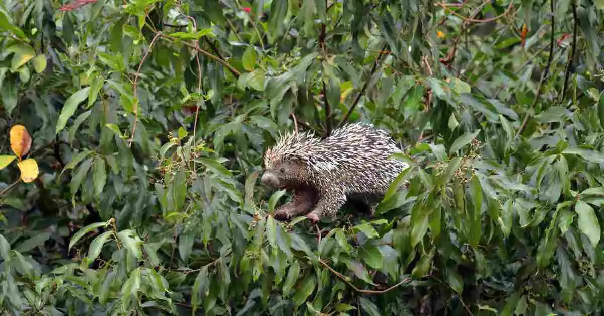 Porcupine Behavior - AnimalBehaviorCorner