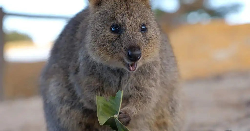 Quokka Behavior - AnimalBehaviorCorner