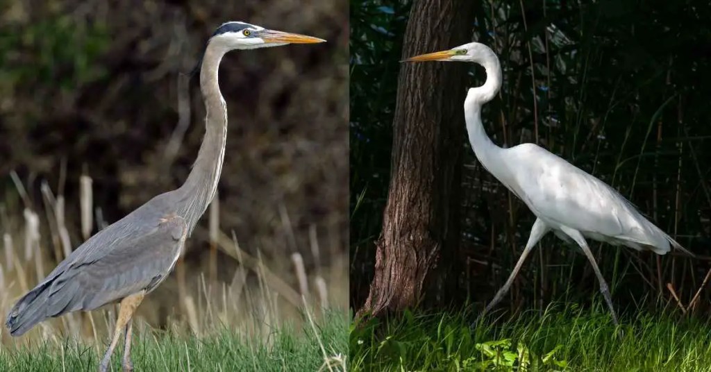 Egret vs Heron: Understanding the Differences and Similarities ...
