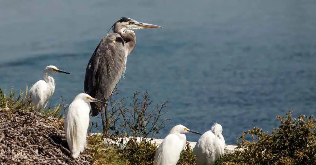 Egret vs Heron: Understanding the Differences and Similarities ...