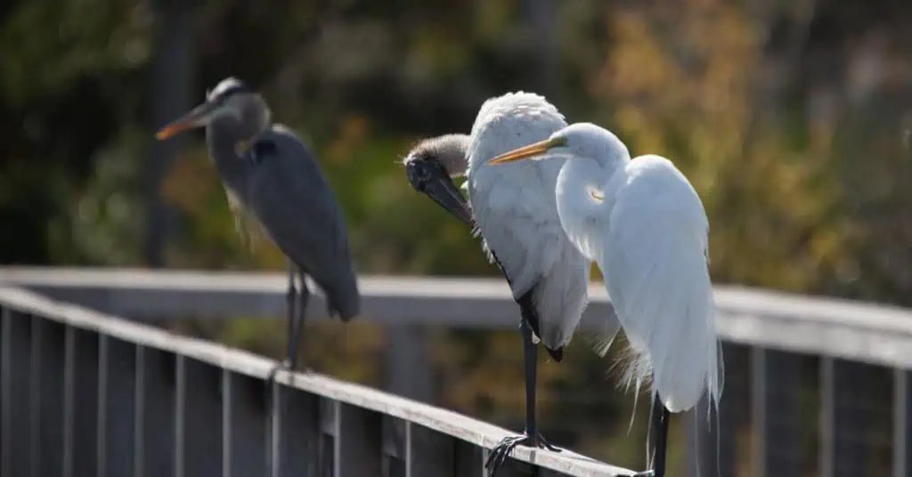 Egret vs Heron: Understanding the Differences and Similarities ...