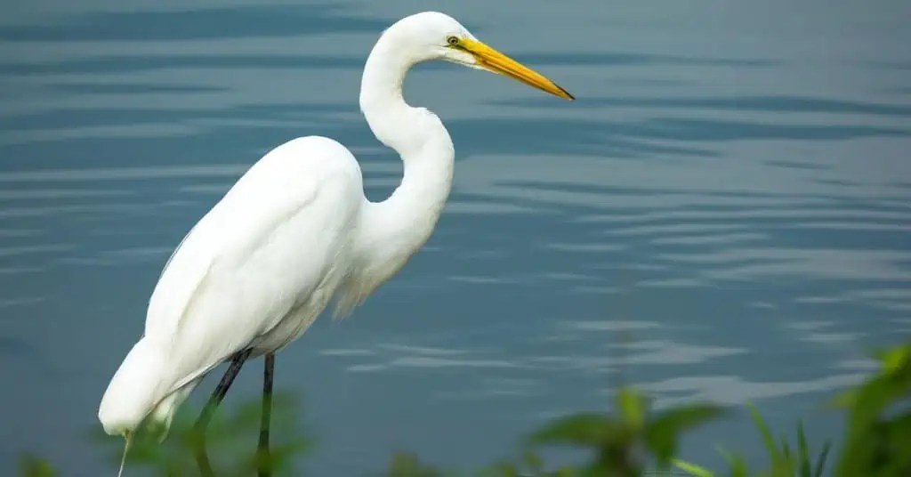 Egret vs Heron: Understanding the Differences and Similarities ...