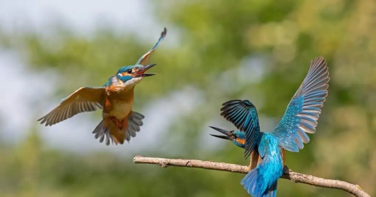 Animal Social Behavior: Insights and Examples - AnimalBehaviorCorner