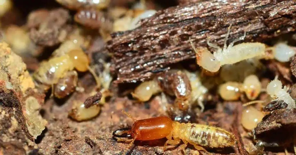 Animal Social Behavior: Insights and Examples - AnimalBehaviorCorner