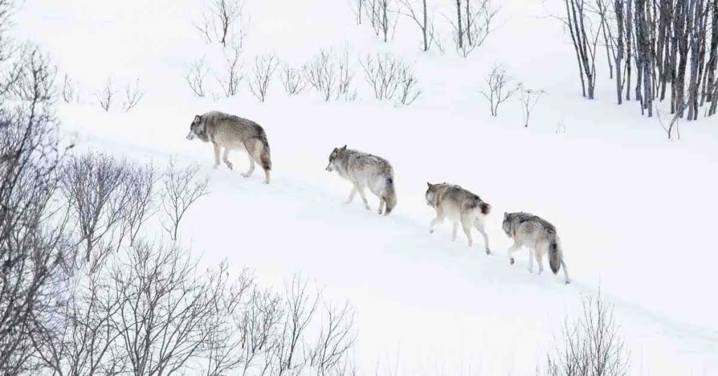 Animal Social Behavior: Insights and Examples - AnimalBehaviorCorner