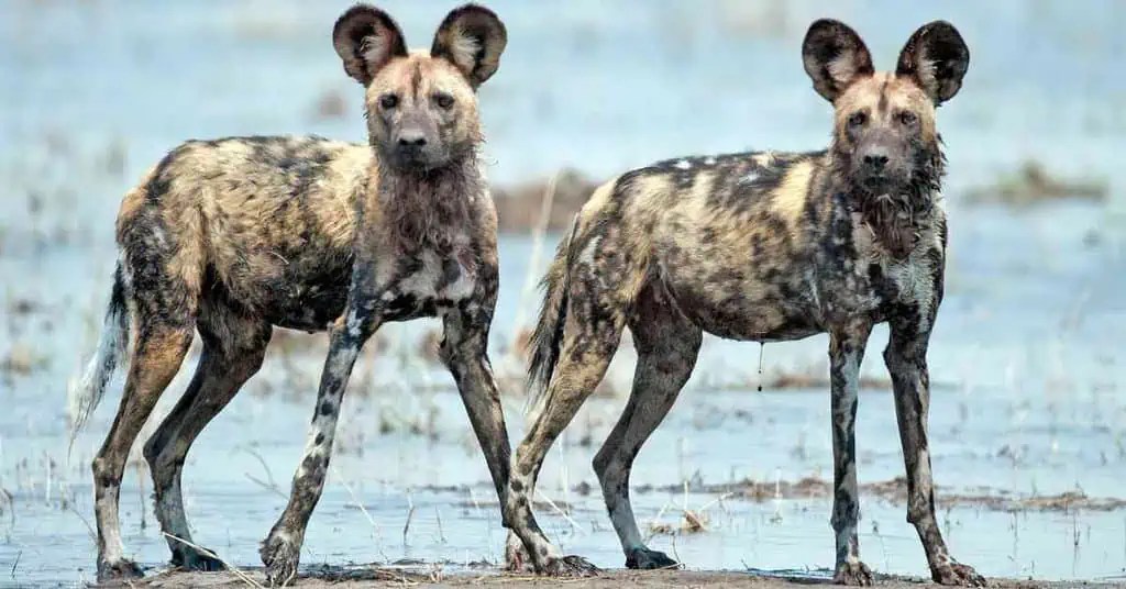 Weirdest Animal Behaviors - AnimalBehaviorCorner