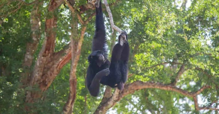 Animal Play Behavior: Why It Matters and What We Can Learn ...