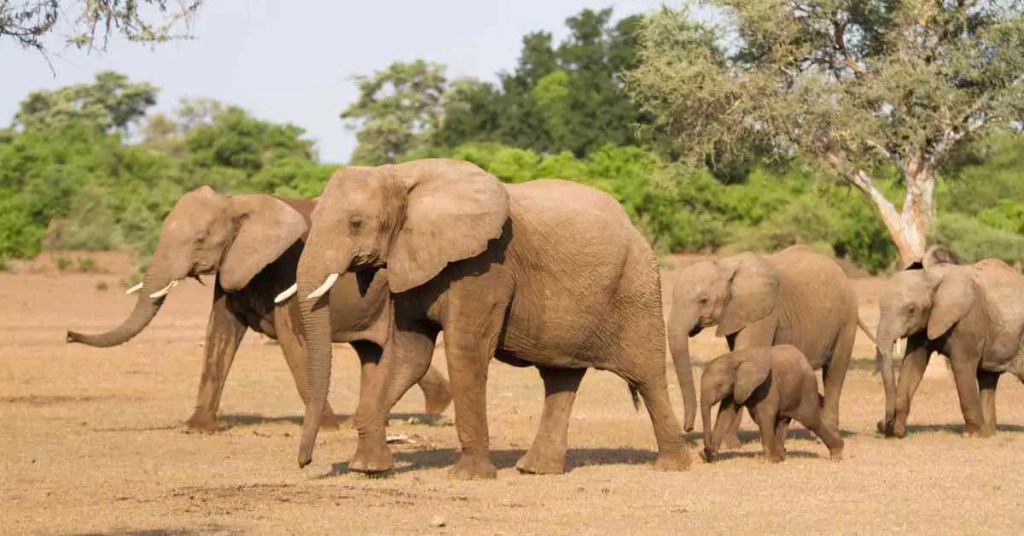 Animal Play Behavior: Why It Matters and What We Can Learn ...