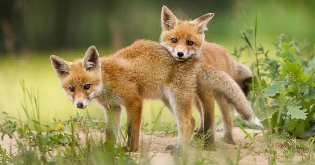 Animal Play Behavior: Why It Matters and What We Can Learn ...