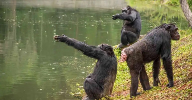 Instinct vs. Learned Behavior: Unveiling Nature's Blueprint ...