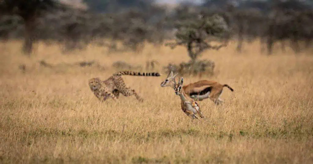 Instinct vs. Learned Behavior: Unveiling Nature's Blueprint ...