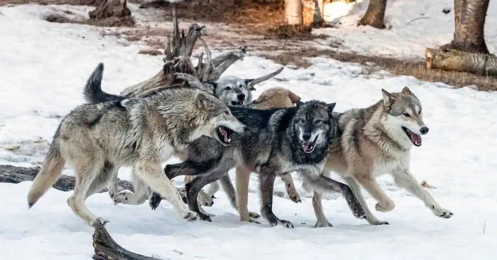 Wolf Pack Dynamics: The Intricate Social Structure of Wolves ...