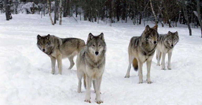 Wolf Pack Dynamics: The Intricate Social Structure of Wolves ...