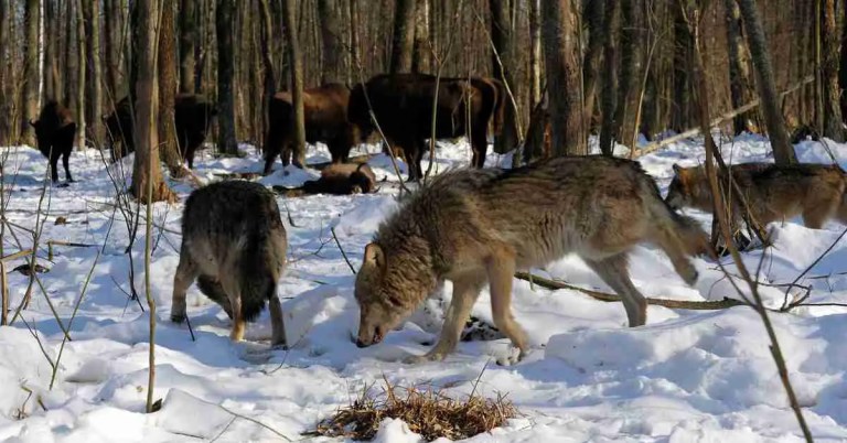 Wolf Pack Dynamics: The Intricate Social Structure of Wolves ...