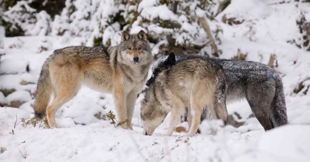 Wolf Pack Dynamics: The Intricate Social Structure of Wolves ...