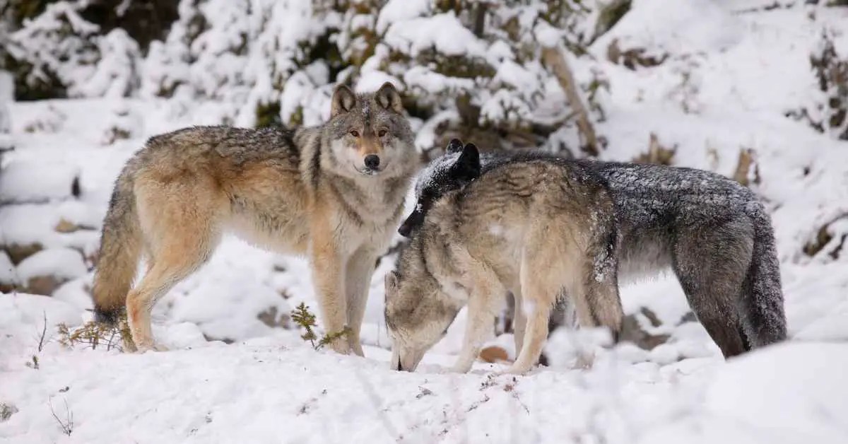 Wolf Pack Dynamics: The Intricate Social Structure of Wolves ...
