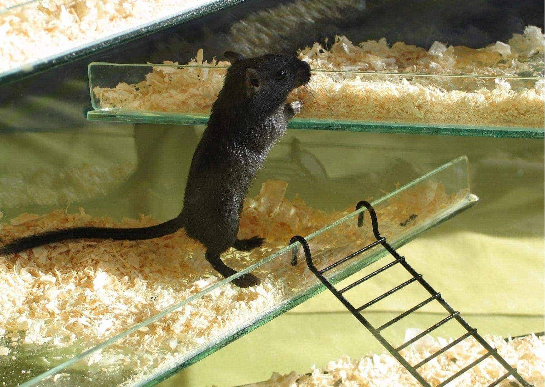 Animal Behavior in Psychology - AnimalBehaviorCorner