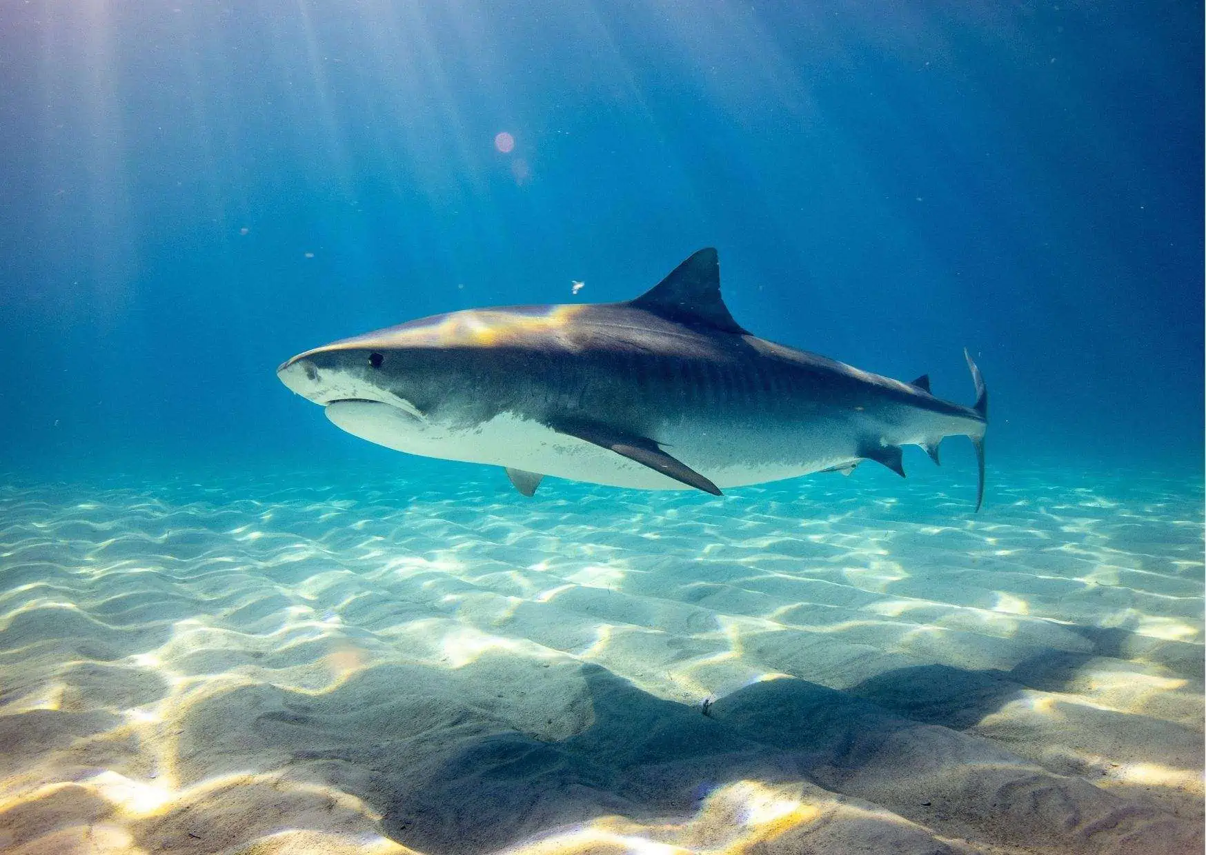 Shark Behavior - AnimalBehaviorCorner
