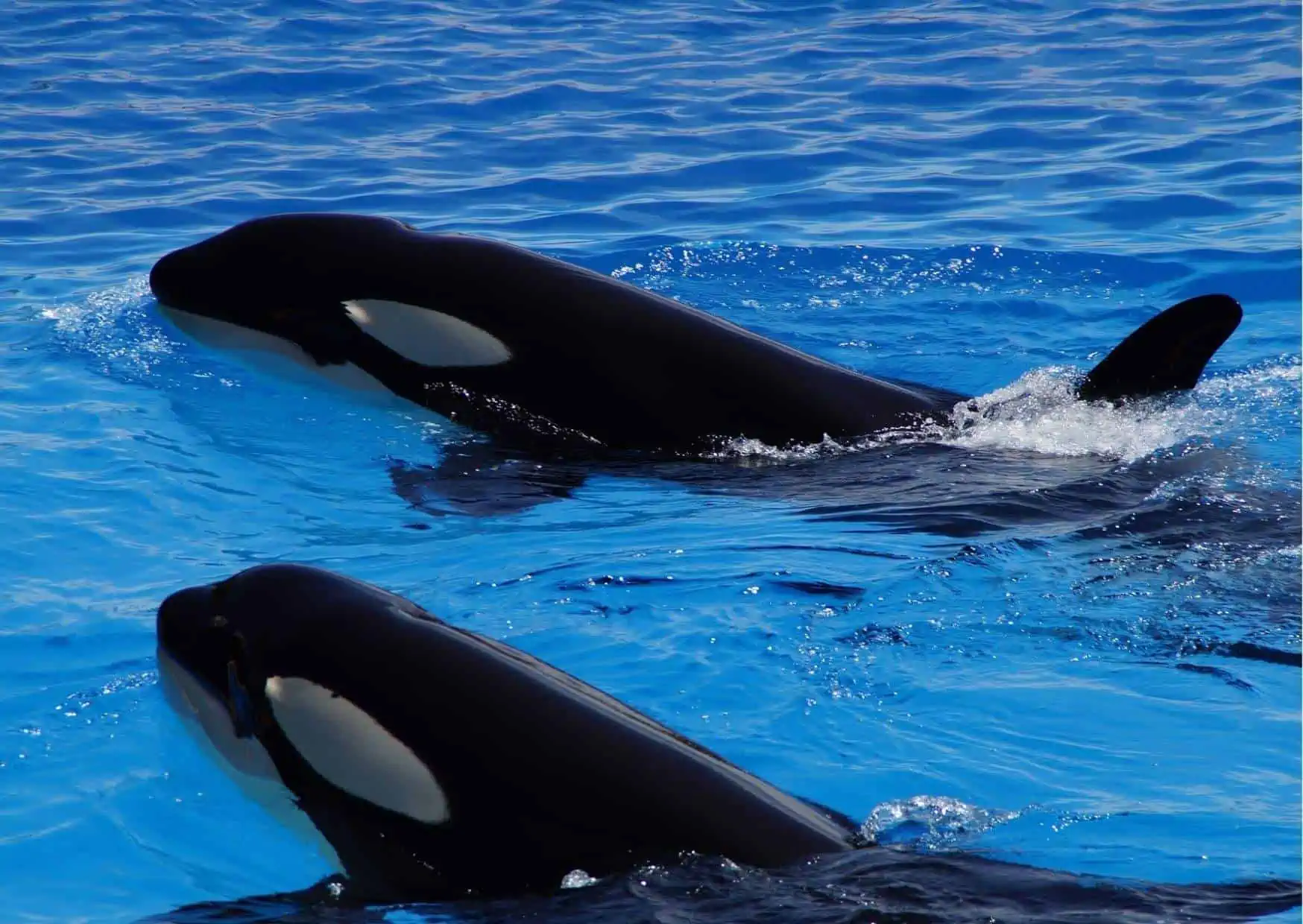 Whale Behavior - AnimalBehaviorCorner