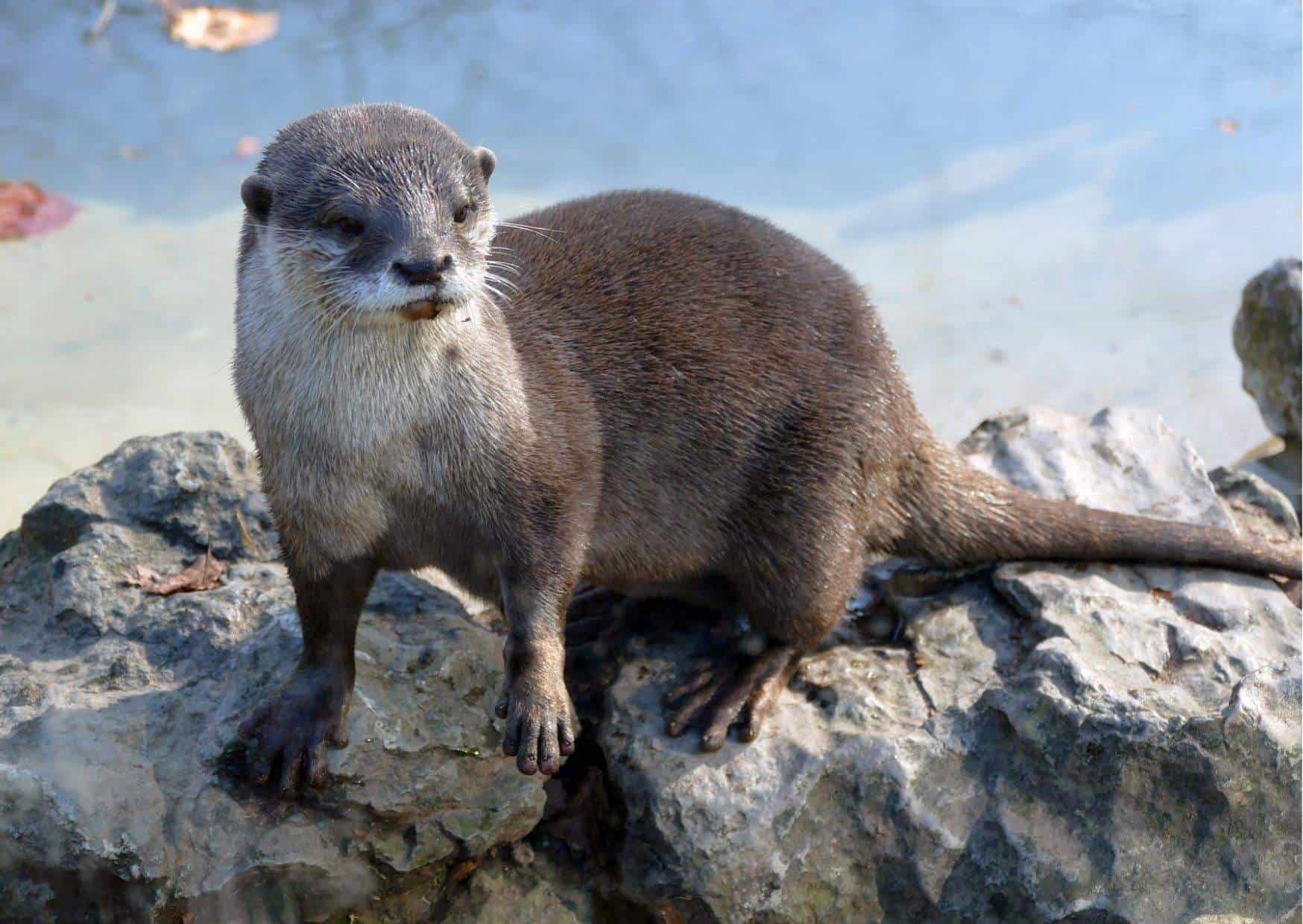 Otter Behavior - AnimalBehaviorCorner