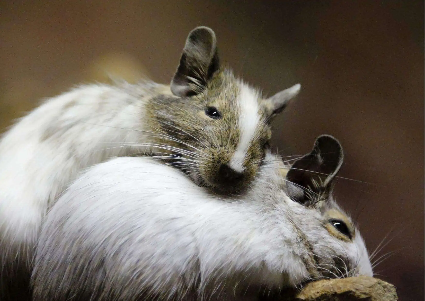 Mice Mating - AnimalBehaviorCorner