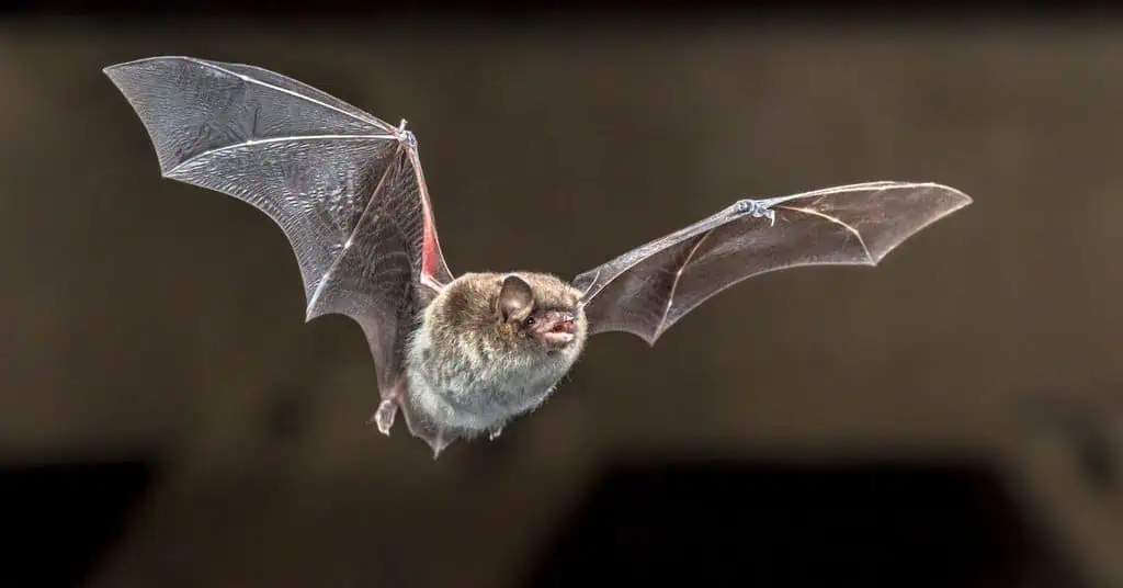 Bat Behavior - AnimalBehaviorCorner