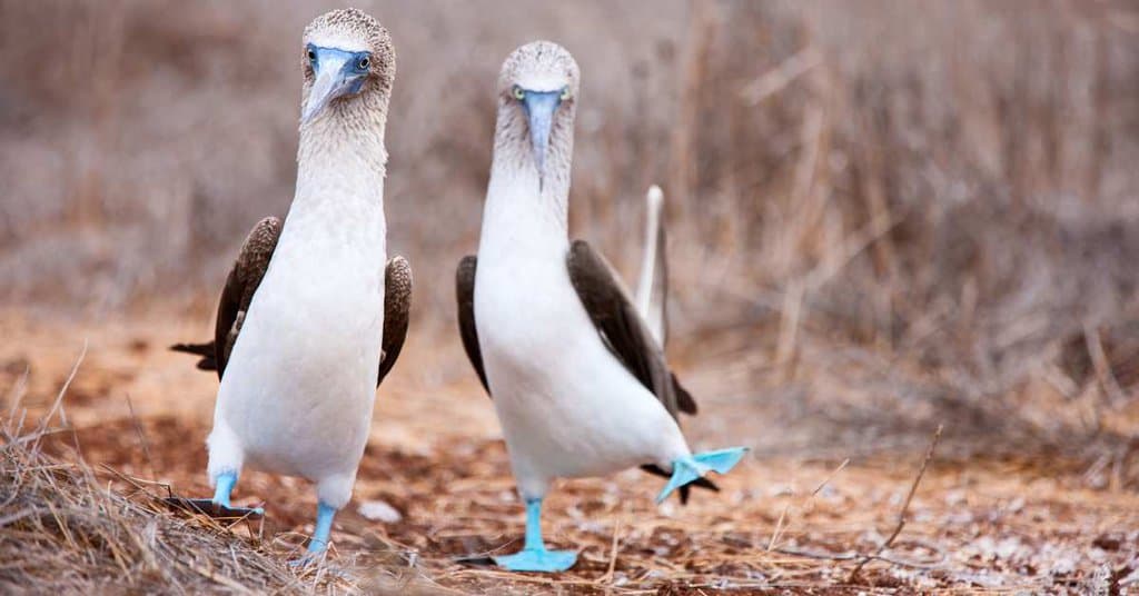 Birds Mating - AnimalBehaviorCorner