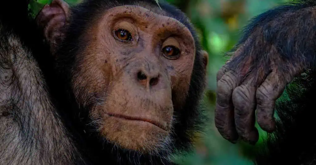 Chimpanzee Behavior - AnimalBehaviorCorner