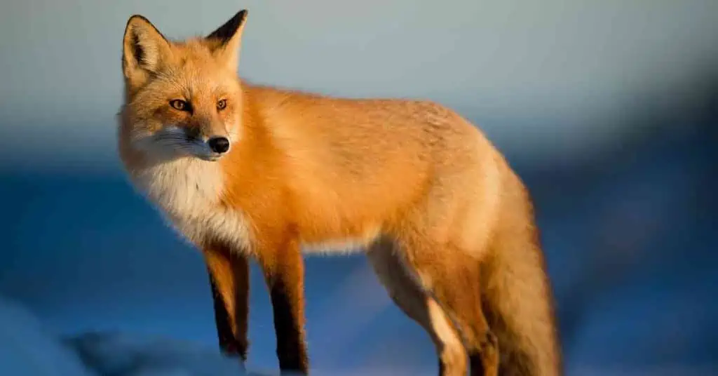 Fox Behavior - AnimalBehaviorCorner