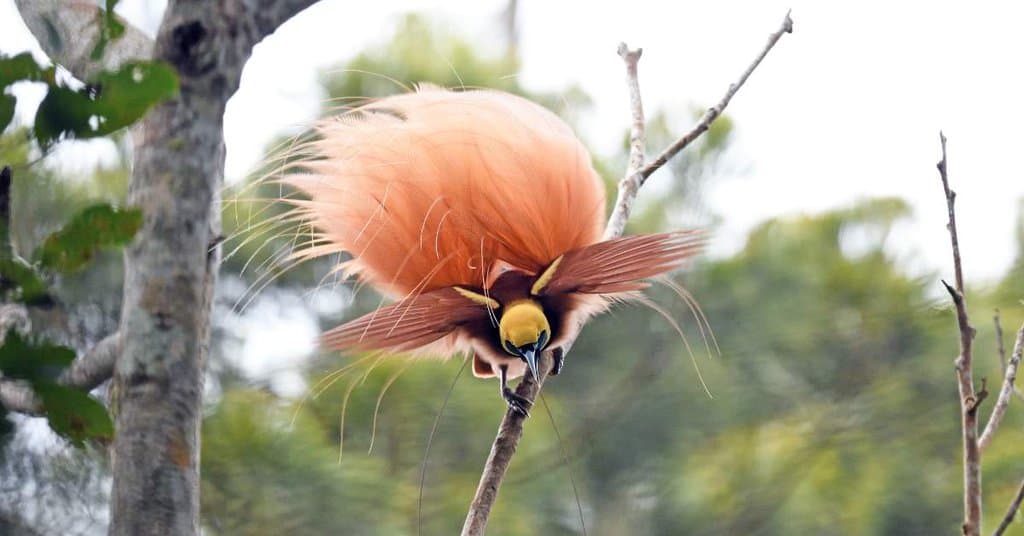 Interesting Animal Behaviors - AnimalBehaviorCorner