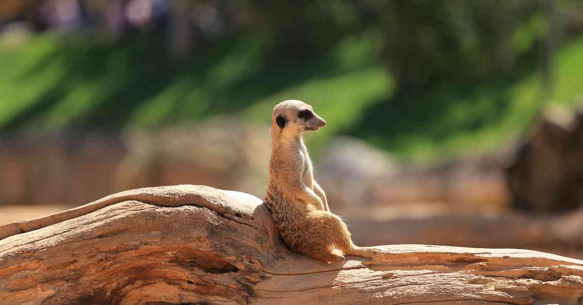 Stick Insect Behaviour Animalbehaviorcorner