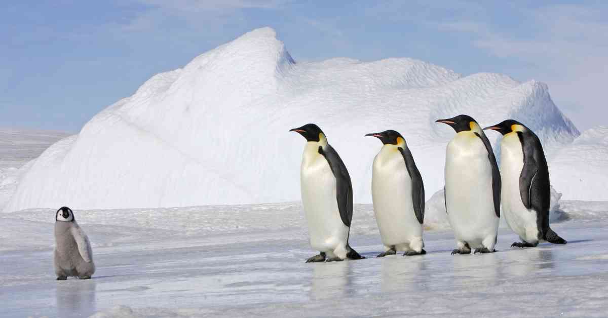 Penguin Behavior Animalbehaviorcorner